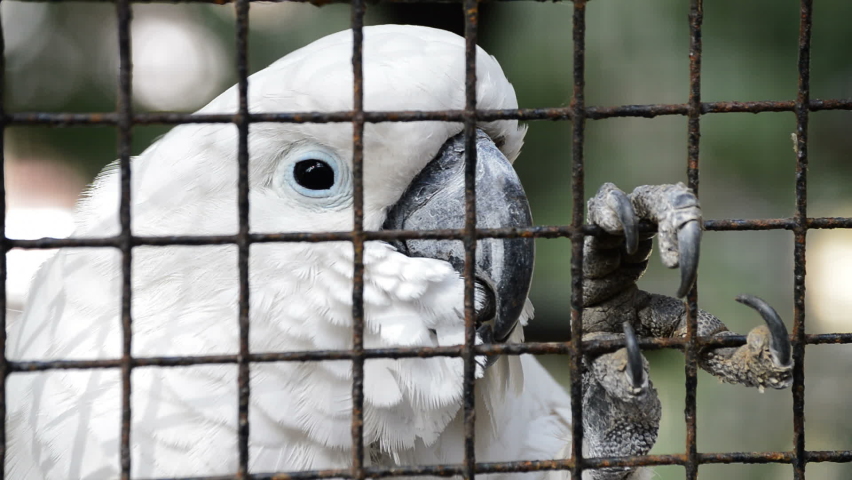 Zoo Gates Stock Video Footage - 4K and HD Video Clips | Shutterstock