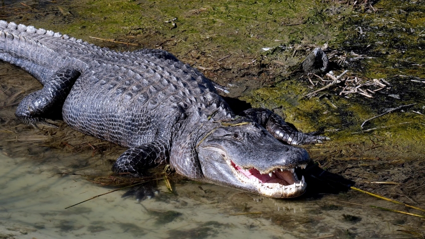 Alligator Foot Stock Video Footage - 4K and HD Video Clips | Shutterstock