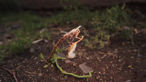 Praying Mantis Molting Skin Praying Mantis Stock Footage Video (100% ...