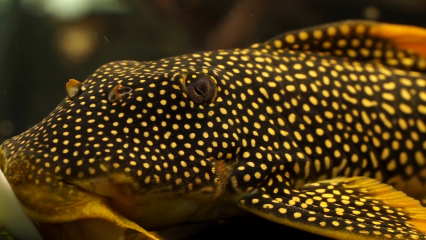 38 Spotted pleco Stock Video Footage - 4K and HD Video Clips | Shutterstock