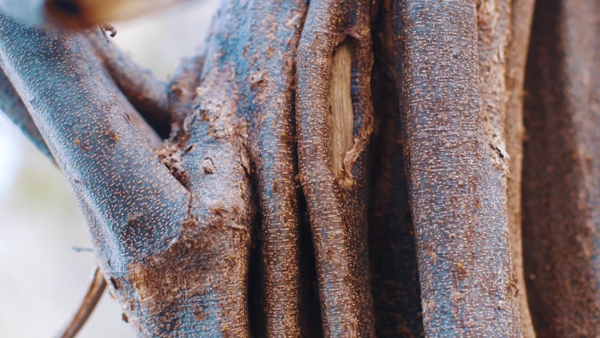 Damp habitat Stock Video Footage - 4K and HD Video Clips | Shutterstock