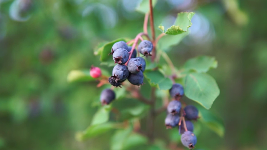 Dwarf Shadbush Stock Video Footage - 4K and HD Video Clips | Shutterstock