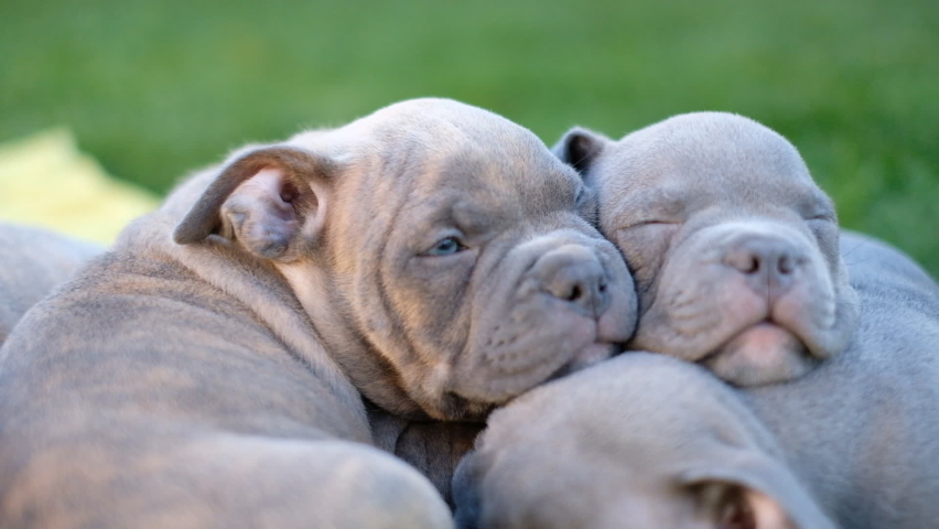 Raising American Bully Puppies. Sleeping Stock Footage Video (100% ...