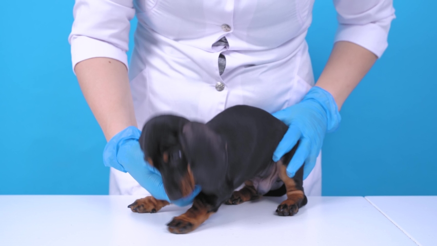 Scared Dachshund Puppy Doctors Medical Examination Stock Footage Video ...