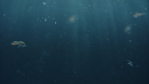 Beautiful Underwater Scene Floating Plankton Close Stock Footage Video ...