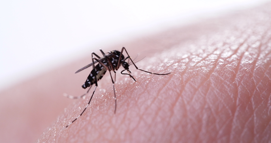 Mosquito Stock Video Footage - 4K and HD Video Clips | Shutterstock