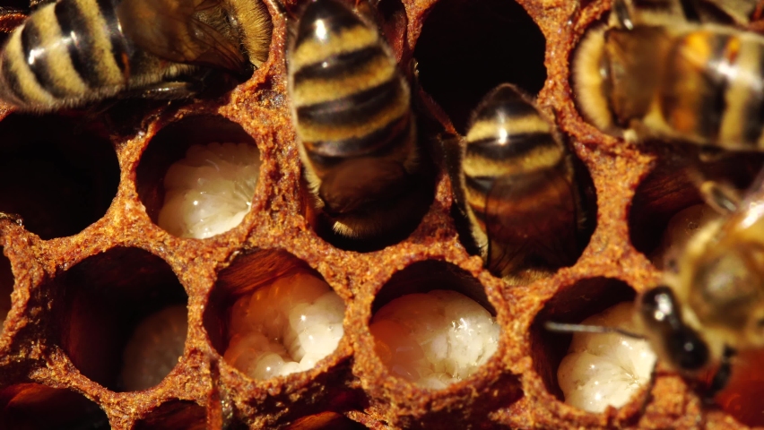 Honey Bee Larvae Hatch Eggs Macro Stock Footage Video (100% Royalty ...