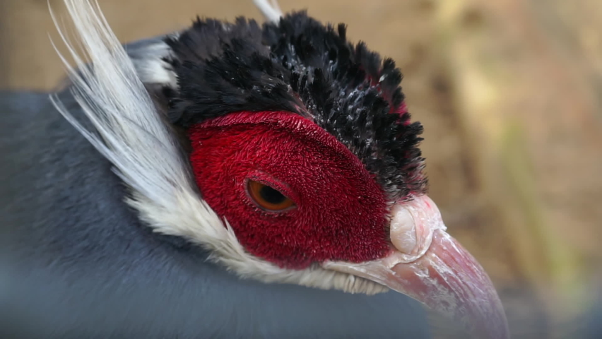 Close-up of a Bird with Stock Footage Video (100% Royalty-free ...