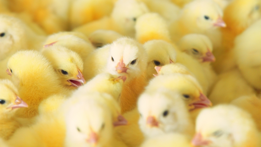 Hatchery Tray Stock Video Footage - 4K and HD Video Clips | Shutterstock