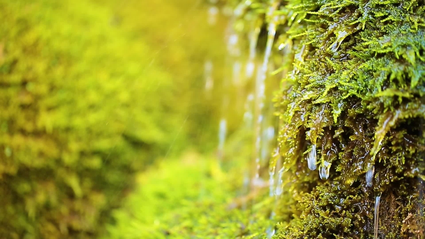 Water Dripping Moss Background Stock Video Footage - 4K and HD Video ...