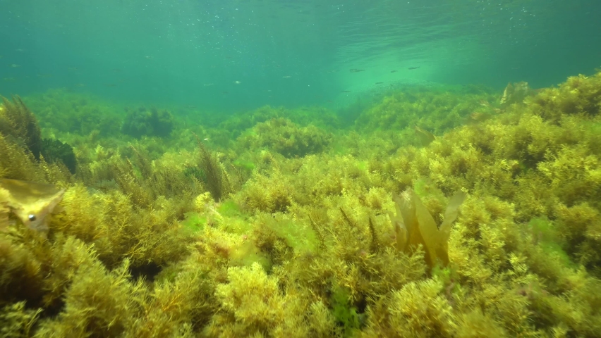 Algae Water Stock Video Footage - 4K and HD Video Clips | Shutterstock