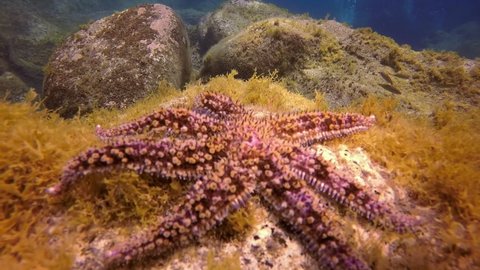 starfish underwater on bottom atlantic ocean Stock Footage Video (100% ...