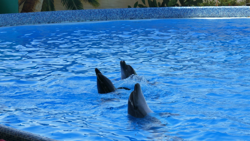 Dolphin Playing Ball Stock Video Footage - 4K and HD Video Clips ...