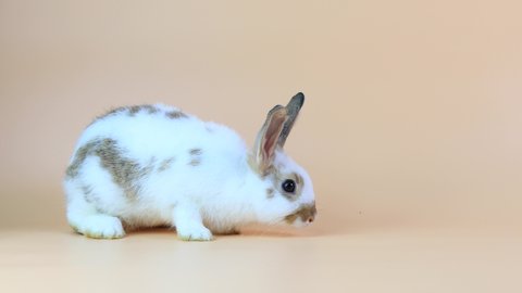 Art Minimal Collage Parrot Feathers Modern Stock Photo 737493886 ...