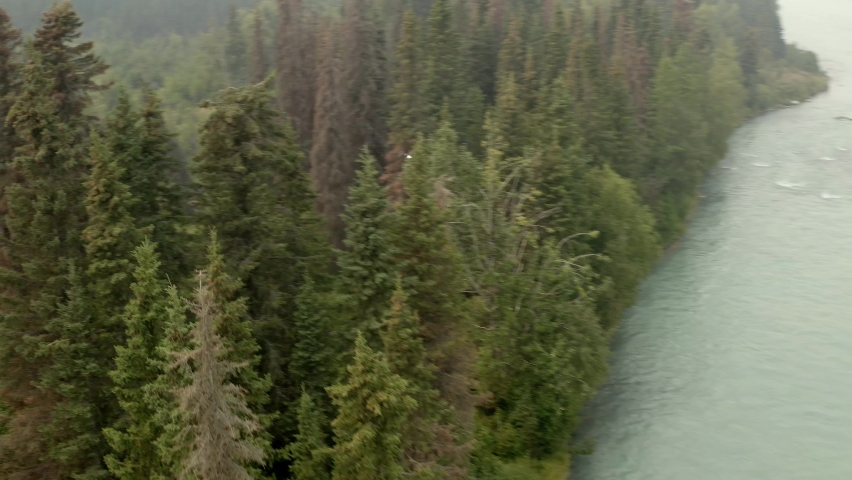 37 Bald eagle landing tree Stock Video Footage - 4K and HD Video Clips ...