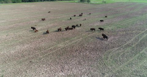 Aerial View Group Bison Field Stock Footage Video (100% Royalty-free ...