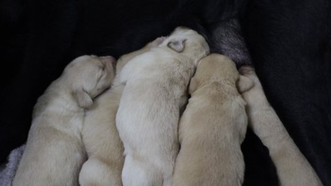 Litter One Week Old Labrador Puppies Stock Footage Video (100% Royalty ...