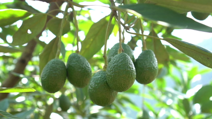 Avocado tree stem Stock Video Footage - 4K and HD Video Clips ...