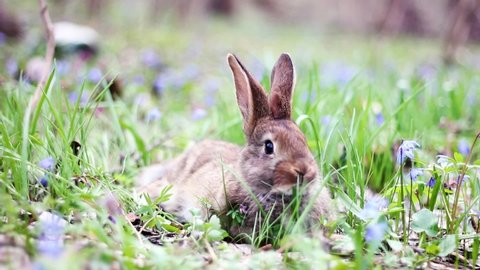 Brown Fluffy Cute Rabbit Big Ears Stock Footage Video (100% Royalty ...