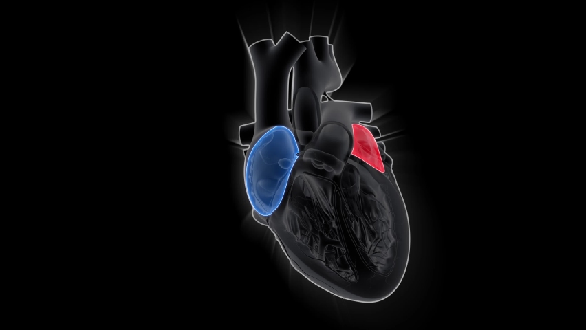 right left atrium human heart Stock Footage Video (100% Royalty-free ...