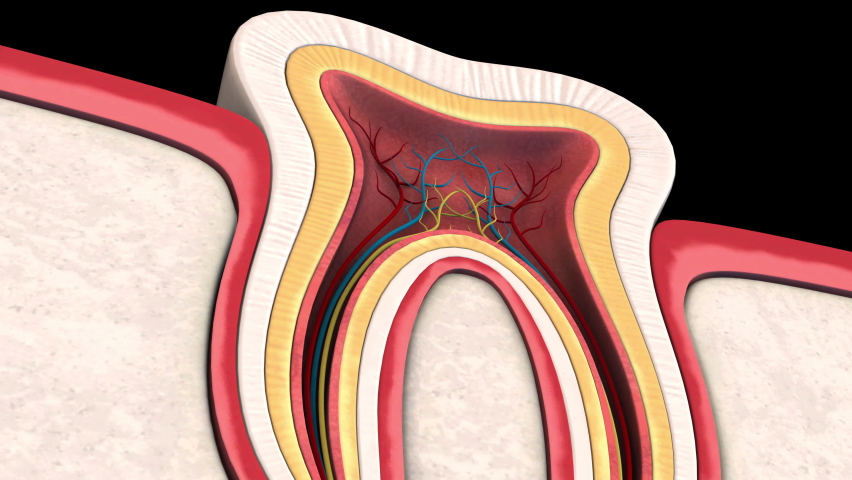Tooth - Rotation Details - Stock Footage Video (100% Royalty-free ...