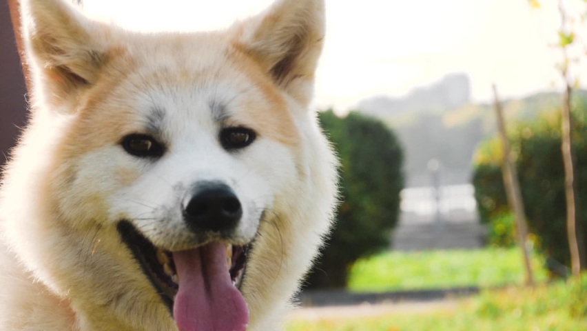 333 Dogs calendar Stock Video Footage - 4K and HD Video Clips ...