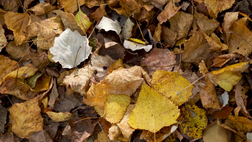 Nature Cover Page Stock Video Footage - 4K and HD Video Clips ...