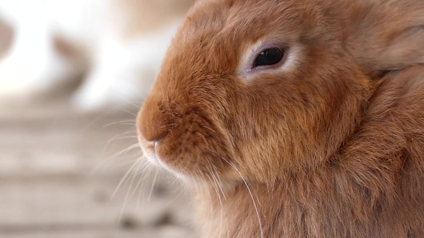 Brown Dwarf Bunny Stock Video Footage - 4K and HD Video Clips ...