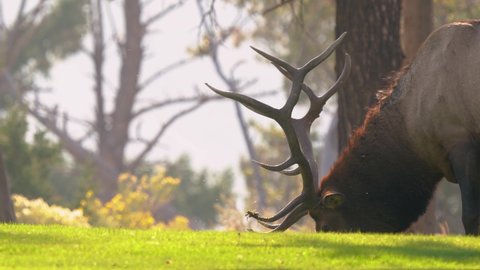 1 12 Point Buck Stock Video Footage - 4K and HD Video Clips | Shutterstock
