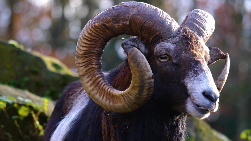Ram Head Horns Stock Video Footage - 4K and HD Video Clips | Shutterstock