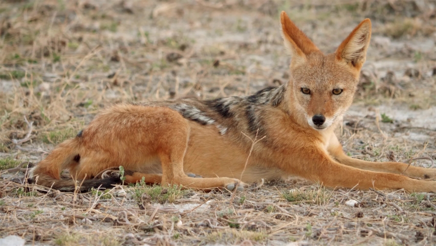 Black Back Jackal Stock Video Footage - 4K and HD Video Clips ...