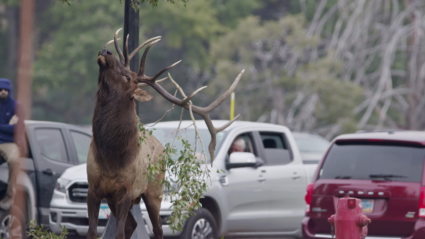 Angry Bull Elk Shaking its Stock Footage Video (100% Royalty-free ...