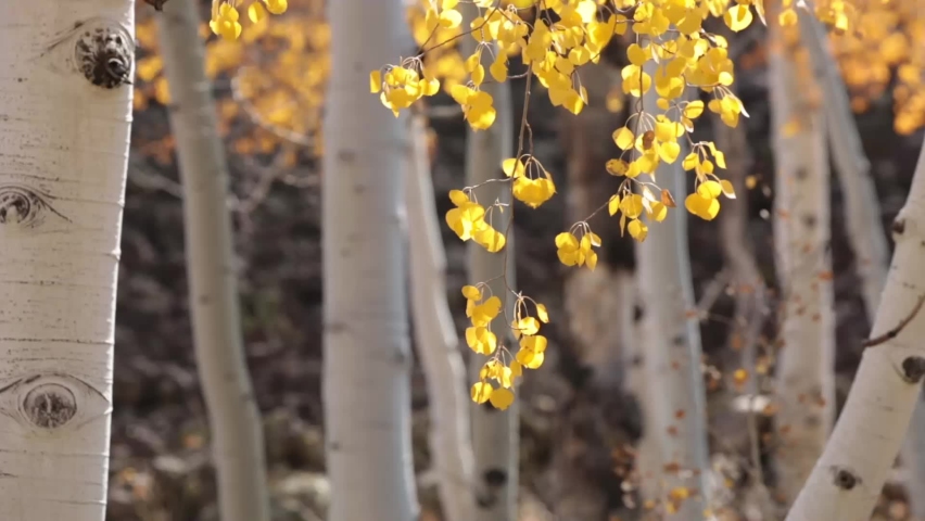 Wind Shakes Leaves Stock Video Footage - 4K and HD Video Clips ...