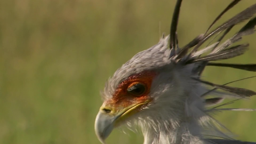350 Feathered snake Stock Video Footage - 4K and HD Video Clips ...