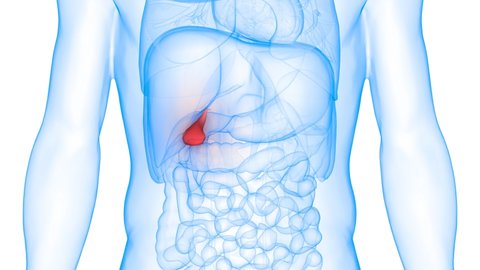 Human Internal Organ Gallbladder Anatomy Animation Stock Footage Video ...