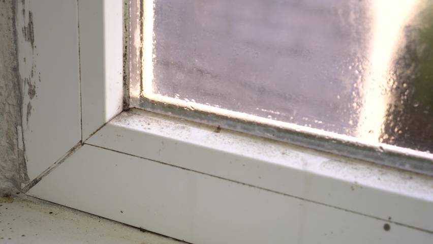 black mold growth on window frame Stock Footage Video (100% Royalty ...