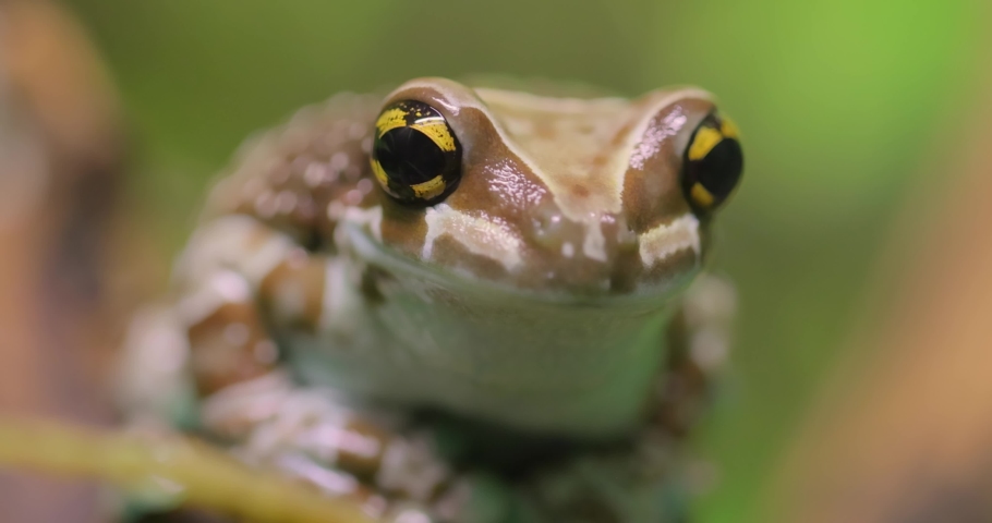 mission golden-eyed tree frog amazon milk Stock Footage Video (100% ...
