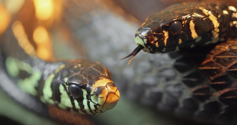 Serpientes Stock Video Footage - 4K and HD Video Clips | Shutterstock