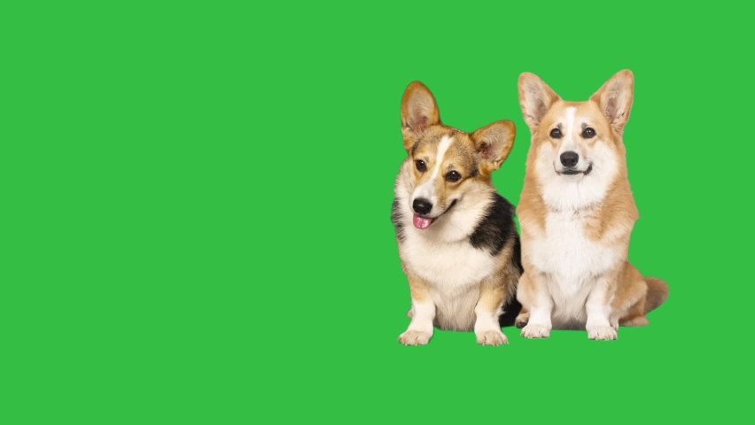 group welsh corgi on green screen Stock Footage Video (100% Royalty ...