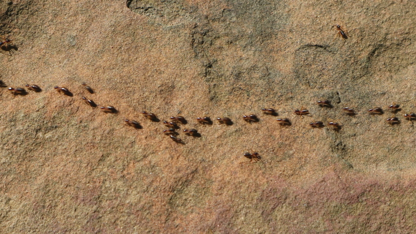 Ants Line Stock Video Footage - 4K and HD Video Clips | Shutterstock