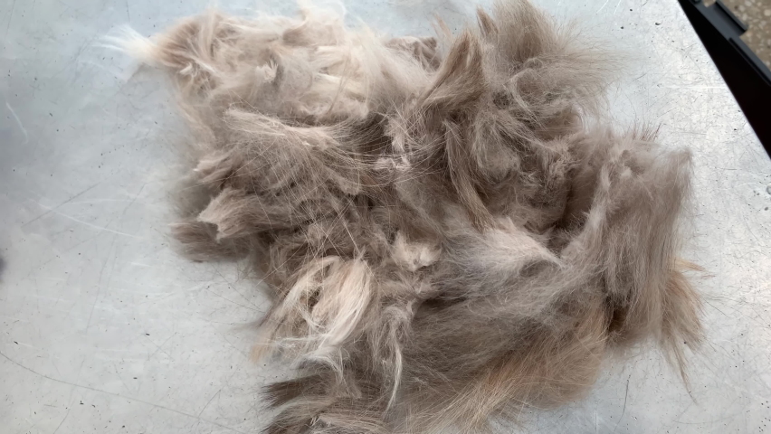 large pile fur after grooming procedure Stock Footage Video (100% ...