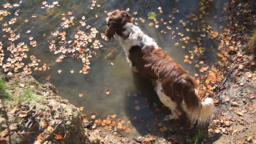Springer Spaniel Swimming Stock Video Footage - 4K and HD Video Clips ...