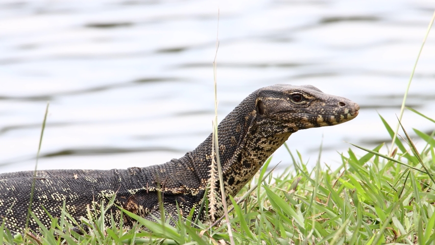 Common Water Monitor Stock Video Footage - 4K and HD Video Clips ...