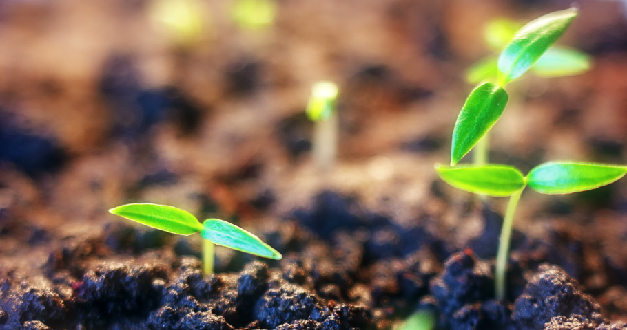 Growing Plants in Spring Timelapse, Stock Footage Video (100% Royalty ...