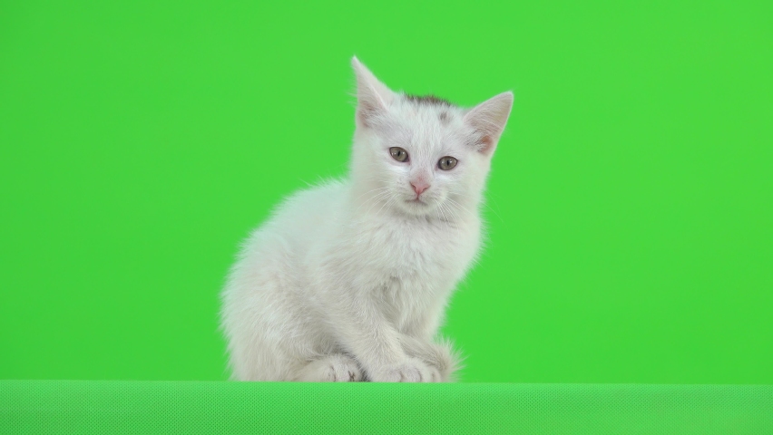 cat sitting green screen hd siamesisches: Stockvideos & Filmmaterial ...