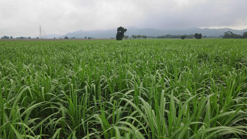 aerial view bird eye sugar cane Stock Footage Video (100% Royalty-free ...