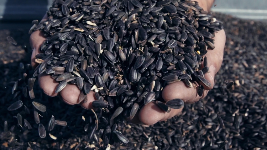 Corn Shell Stock Video Footage - 4K and HD Video Clips | Shutterstock