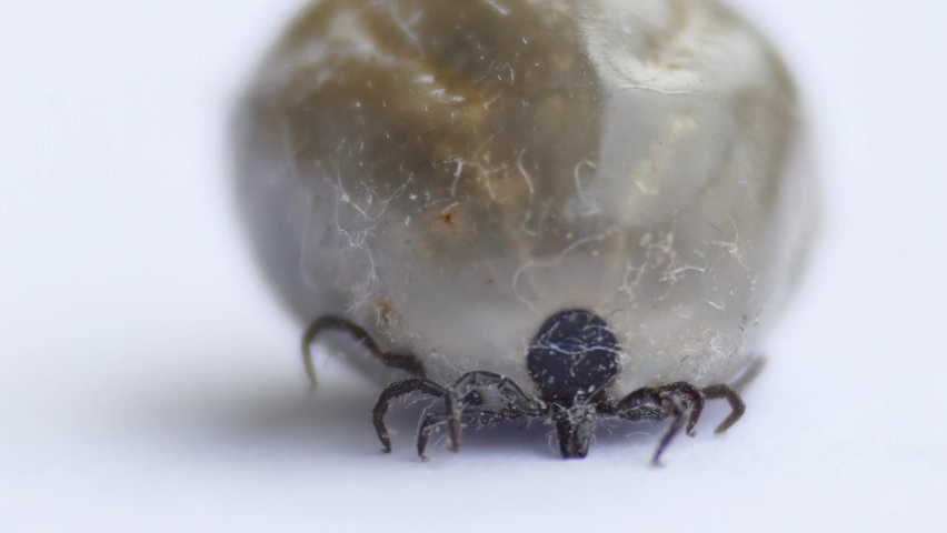 Tick On Human Stock Video Footage - 4K and HD Video Clips | Shutterstock