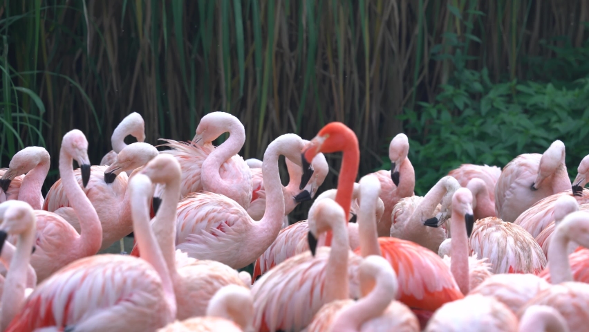 Fight of American Flamingos, Phoenicopterus Stock Footage Video (100% ...