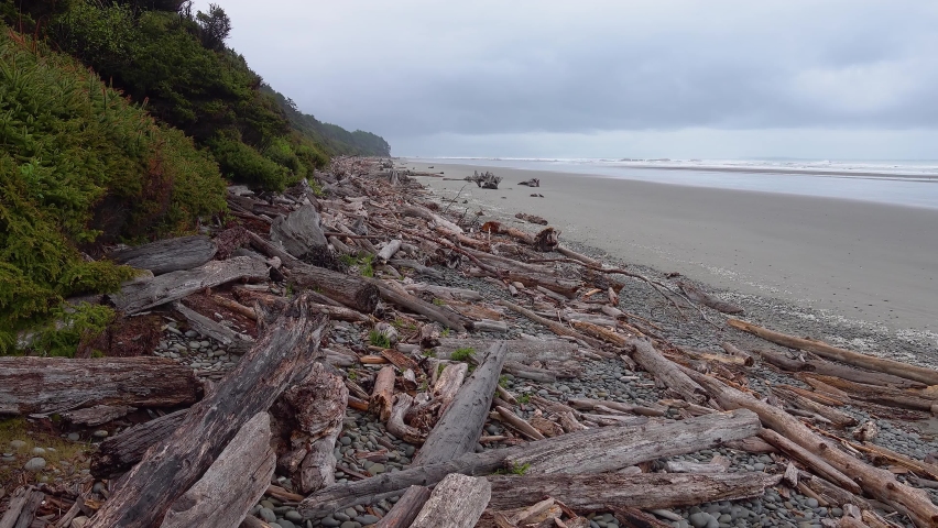pacific coast trunks trees on wide Stock Footage Video (100% Royalty ...